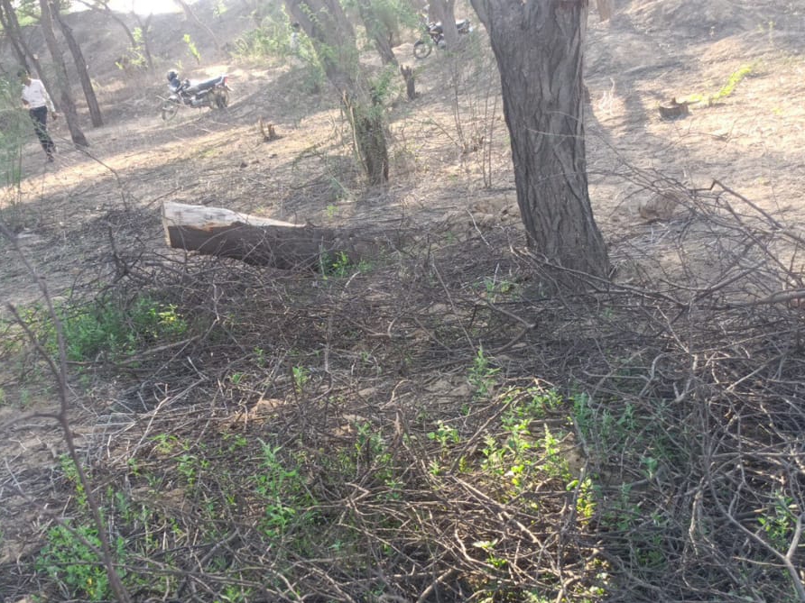 Sirsa Kaluana Village Forest Department Land Illegal felling of trees ...