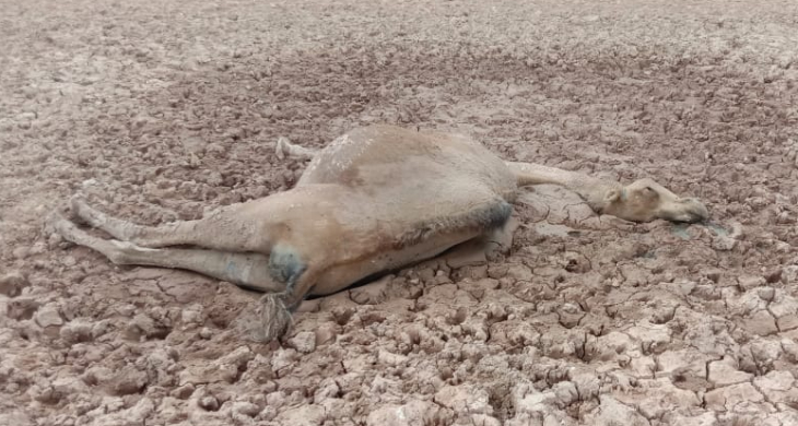 Due to drying up of water in the ponds in Degrai Oran area, the camel ...