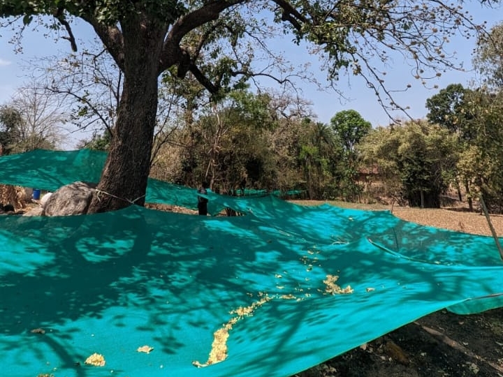 Madhya Pradesh Forest Department is preparing for export, the income of ...