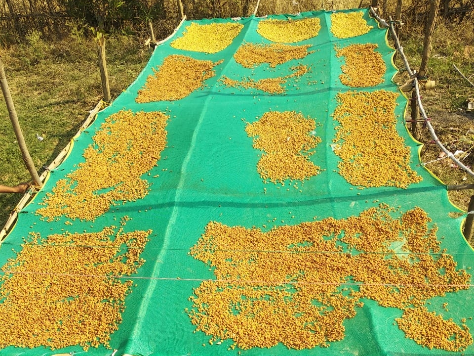 Madhya Pradesh Forest Department is preparing for export, the income of ...