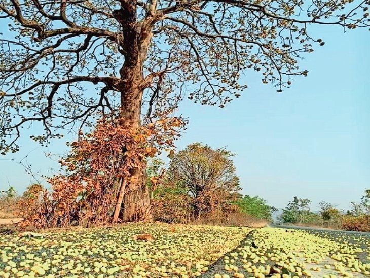 The forest of the tribal area smelled with the fragrance of Mahua ...