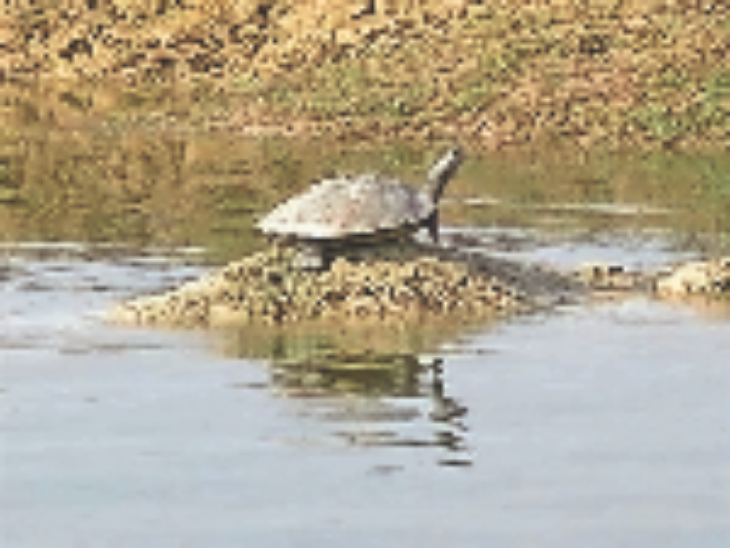 Shal and Batagur turtle seen in Chambal river, change color during ...