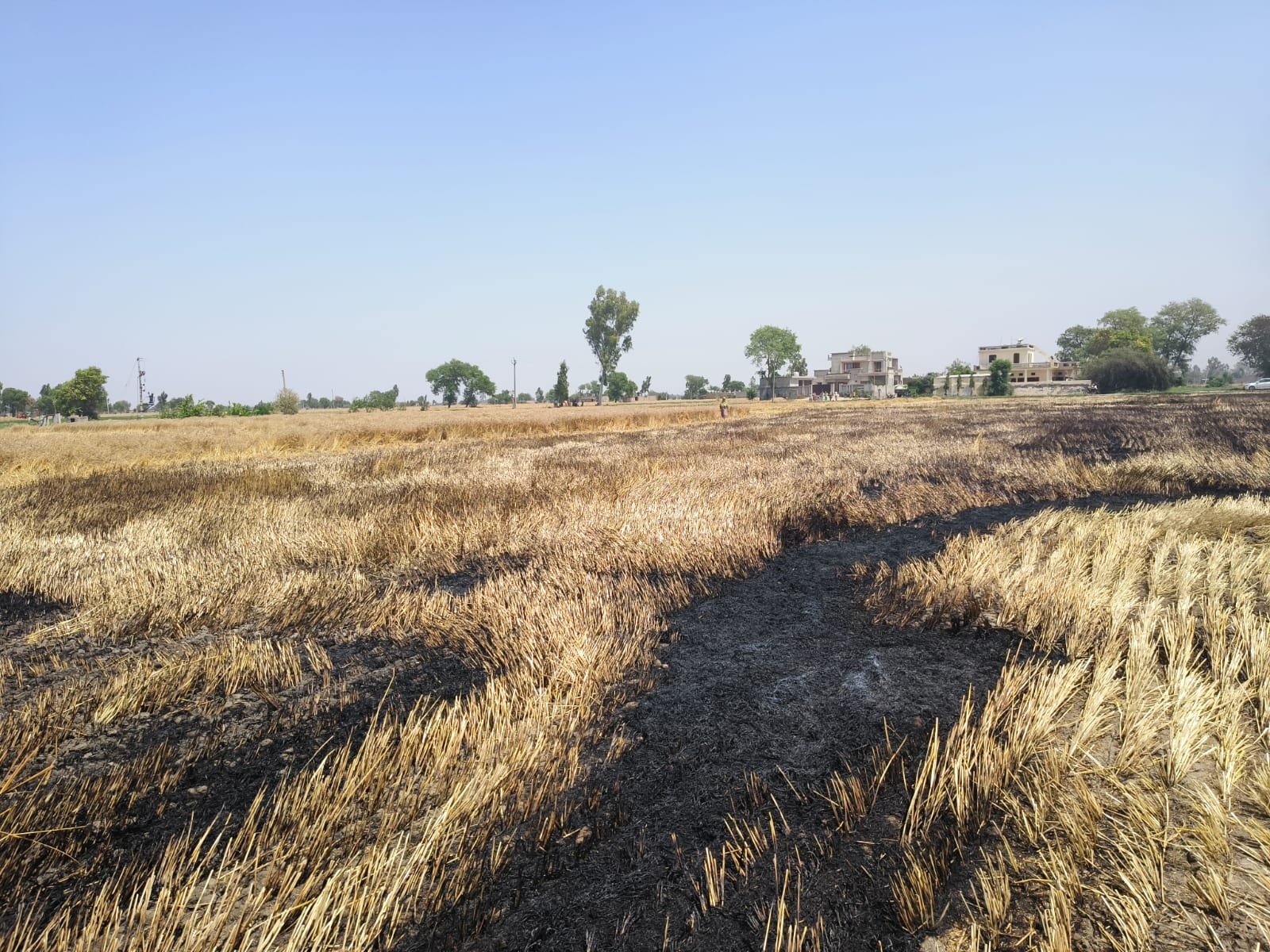 Fazilka Farmer Wheat Crop Burnt Into Ashes, Combine Short Circut Burst ...