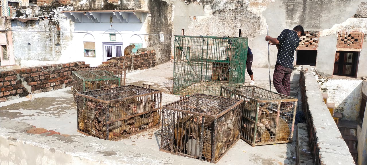 There is terror of monkeys in Mathura Vrindavan | मथुरा में निकाय चुनाव ...