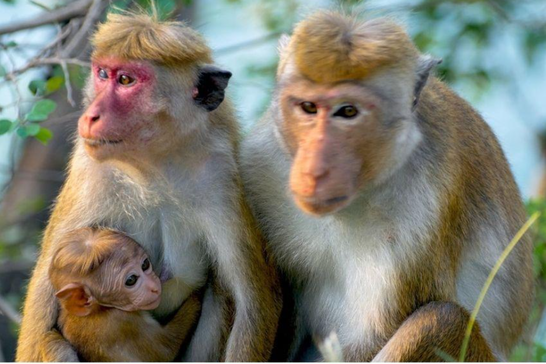 Sri Lanka Economic Crisis; China Demands SL Monkeys (Toque Macaque ...