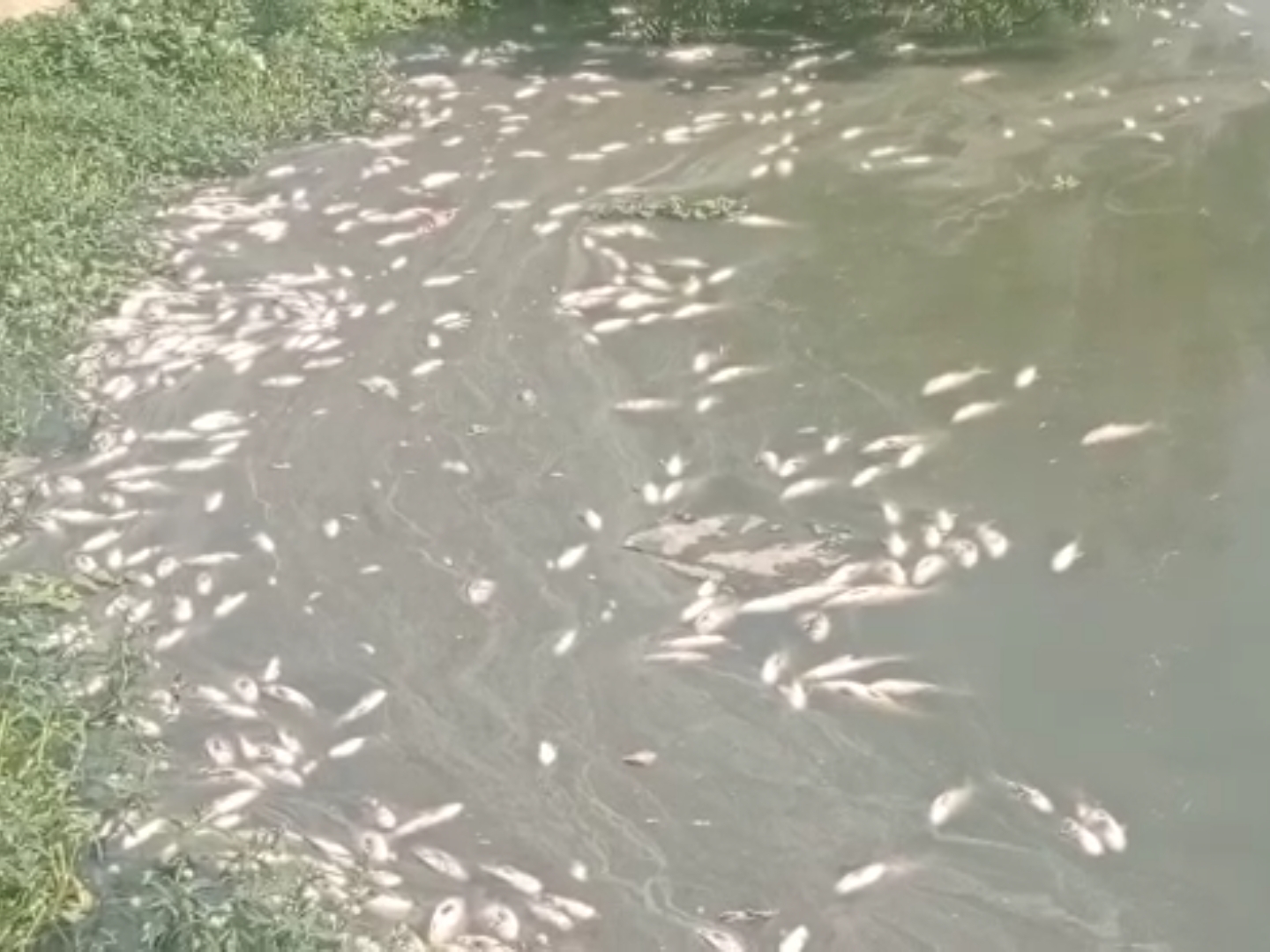Thousands of fish died in agony, the victim demanded action | बिजनौर ...