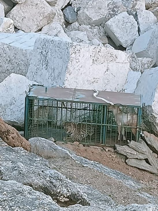 Ajmer (Rajasthan) Female Leopard Video; Left In Todgarh-Raoli Sanctuary ...