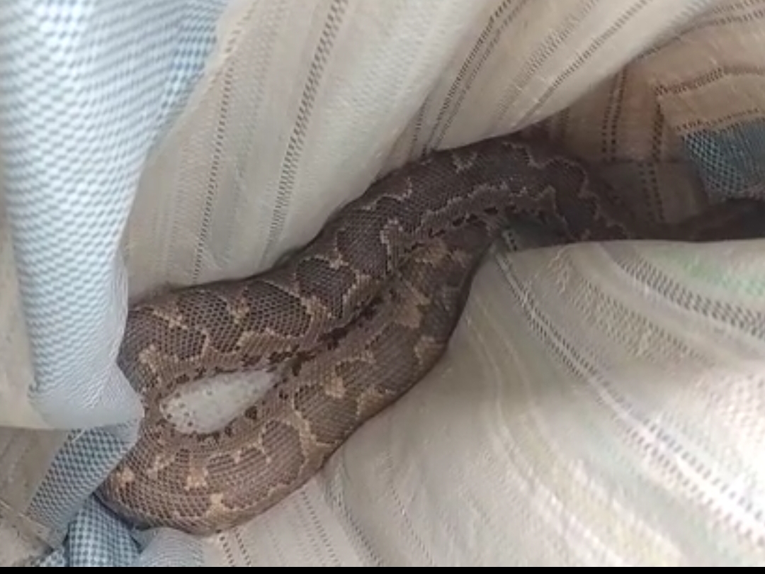 The husband took the snake in a sack and reached the hospital, the ...