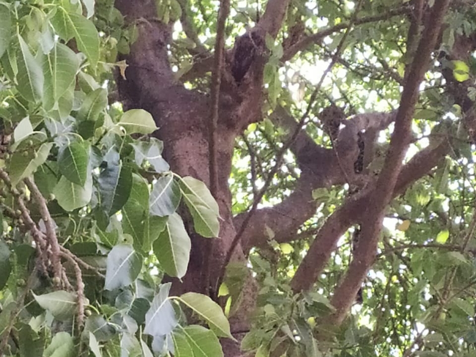 Pakad tree climbed outside the village in Puranpur, the villagers ...