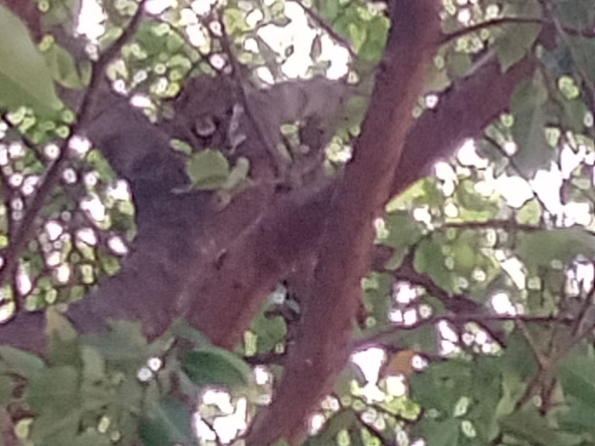Pakad tree climbed outside the village in Puranpur, the villagers ...