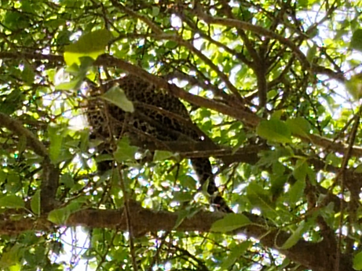 Pakad tree climbed outside the village in Puranpur, the villagers ...