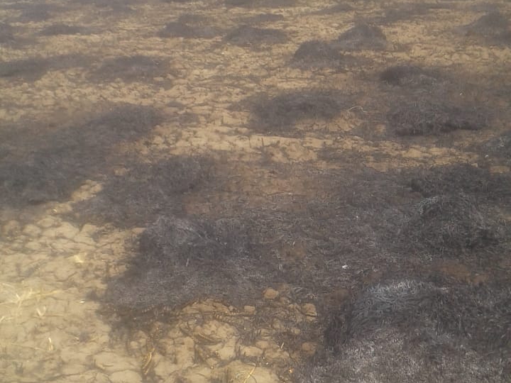 Crops of 3 farmers burnt to ashes, high tension line has come out from ...