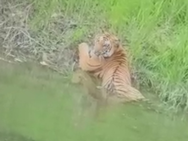 Coming out of the forests of Pilibhit Tiger Reserve and reaching the ...