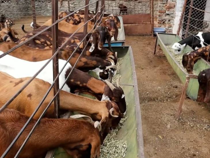 Now goat milk will be sold in all districts, will be purchased at Rs 60 ...