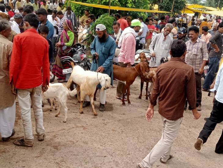 Now goat milk will be sold in all districts, will be purchased at Rs 60 ...