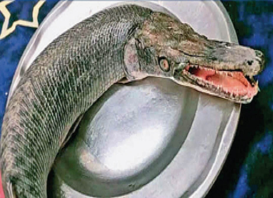For the first time - Alligator gar fish found in America's gharial's ...