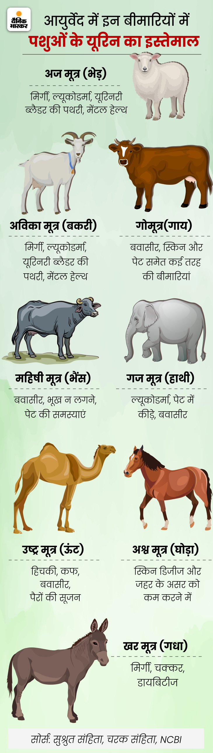 Cow Urine Side Effects | Gomutra Elephant Camel Urine Consumption ...