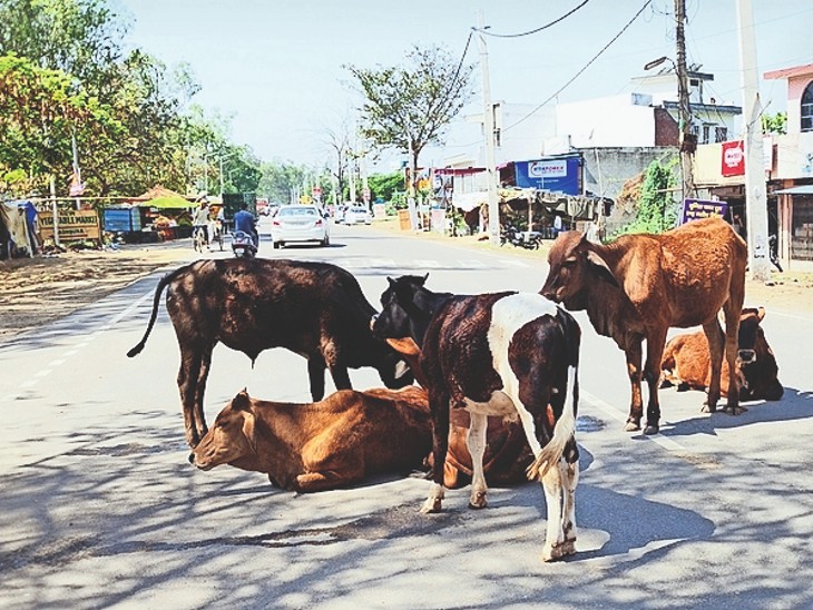 Cattle wandering on the roads can become the cause of accident ...