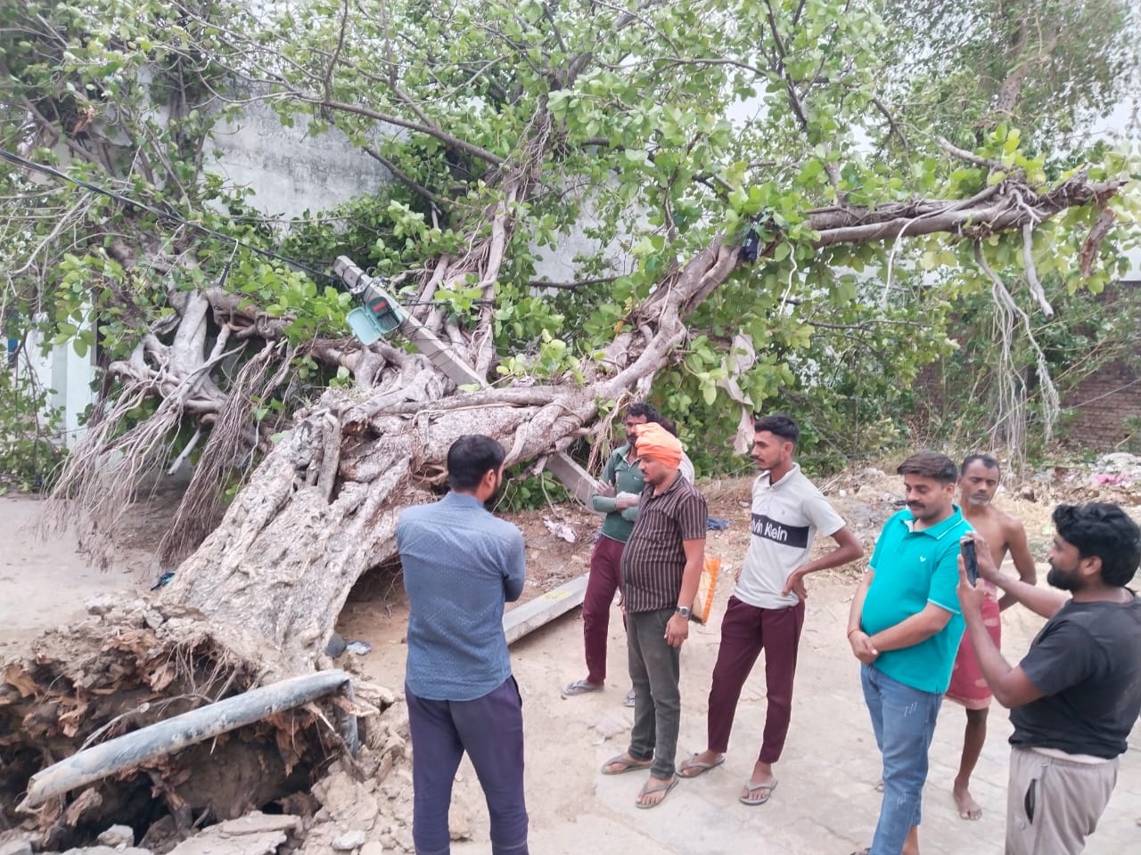 Electric pole broken in Chail, mango and mahua crops affected | तेज ...