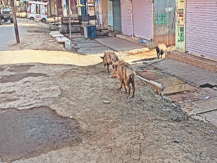 The terror of stray pigs increased again in the city, spreading garbage ...