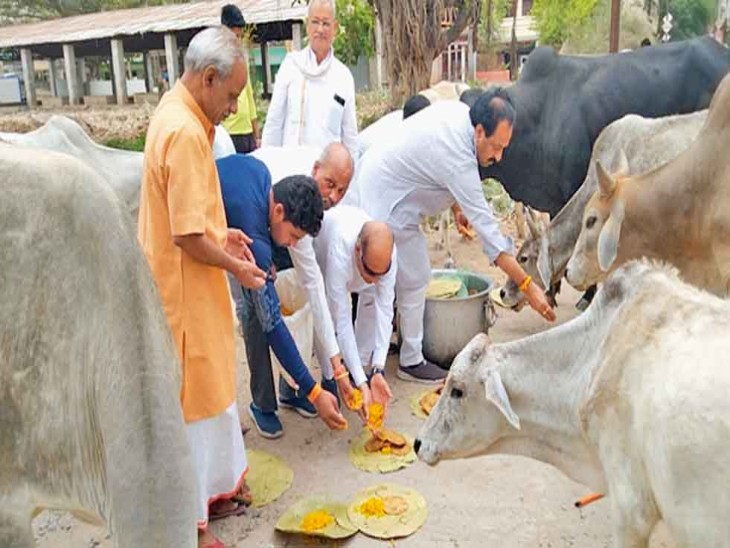 Bhandara of cows... served whole-vegetables and boondi in a plate ...
