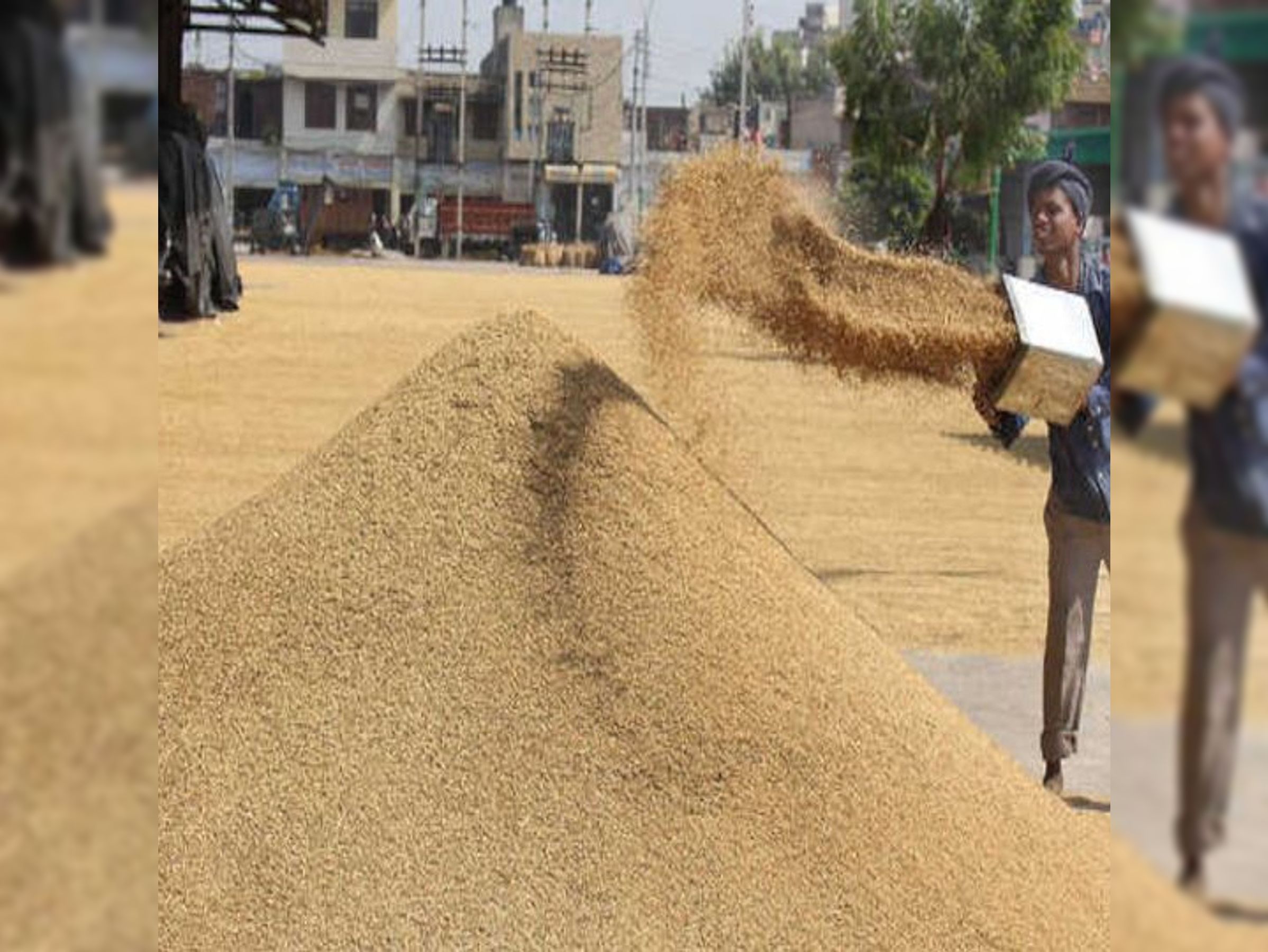 The arrival of mustard was the lowest in Adampur as compared to last ...
