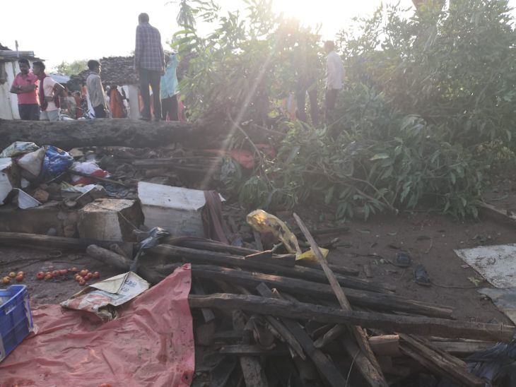 80 year old mango tree fell in Dhamtari, husband and wife died under ...