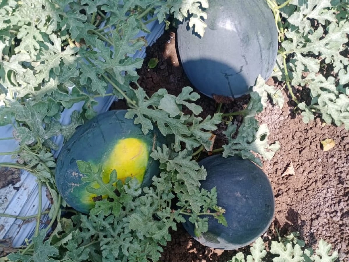 Bumper production of Katappa, Bahubali and Simba watermelons, but not ...