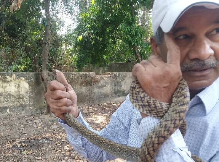 While catching the snake, Prof. NB Singh Kata: Had gone to catch snake ...