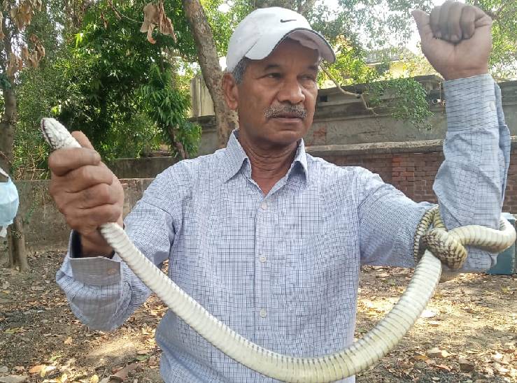 While catching the snake, Prof. NB Singh Kata: Had gone to catch snake ...