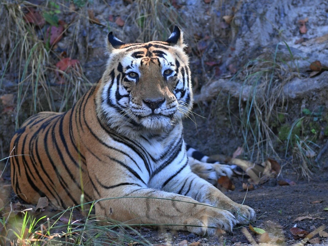Tiger increased in Central India while decreased in Western Ghats | फिर ...