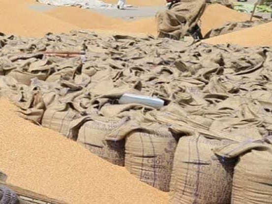 5.77 lakh metric tonnes of wheat procured in Sirsa Anaj Mandis | सिरसा ...