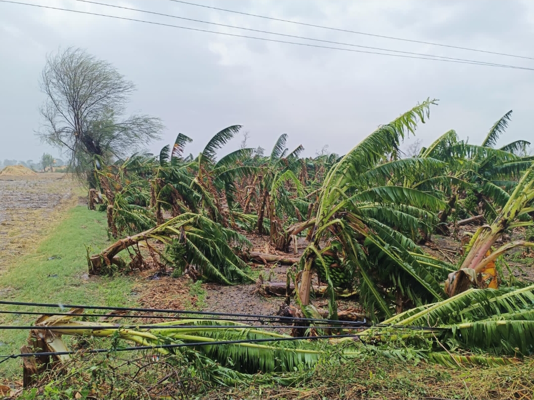 Hail also fell; Fear of damage to banana crop in Shahrpur, Bambada ...