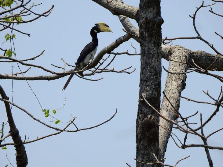 Udanti Sanctuary buzzing with the chirping of rare hornbill birds, 4 ...