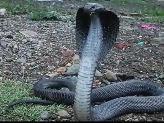 Five feet long snake released in the forest after rescuing | मवेशियों ...