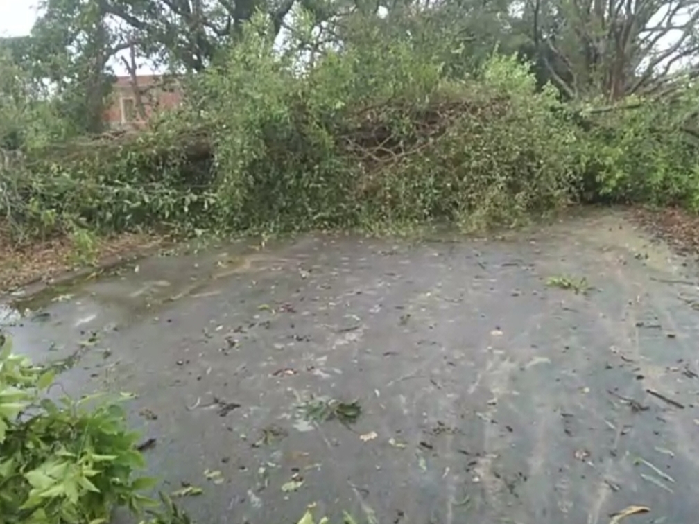 Thunderstorm caused devastation in Jaisinghpur, heavy hail fell, trees ...