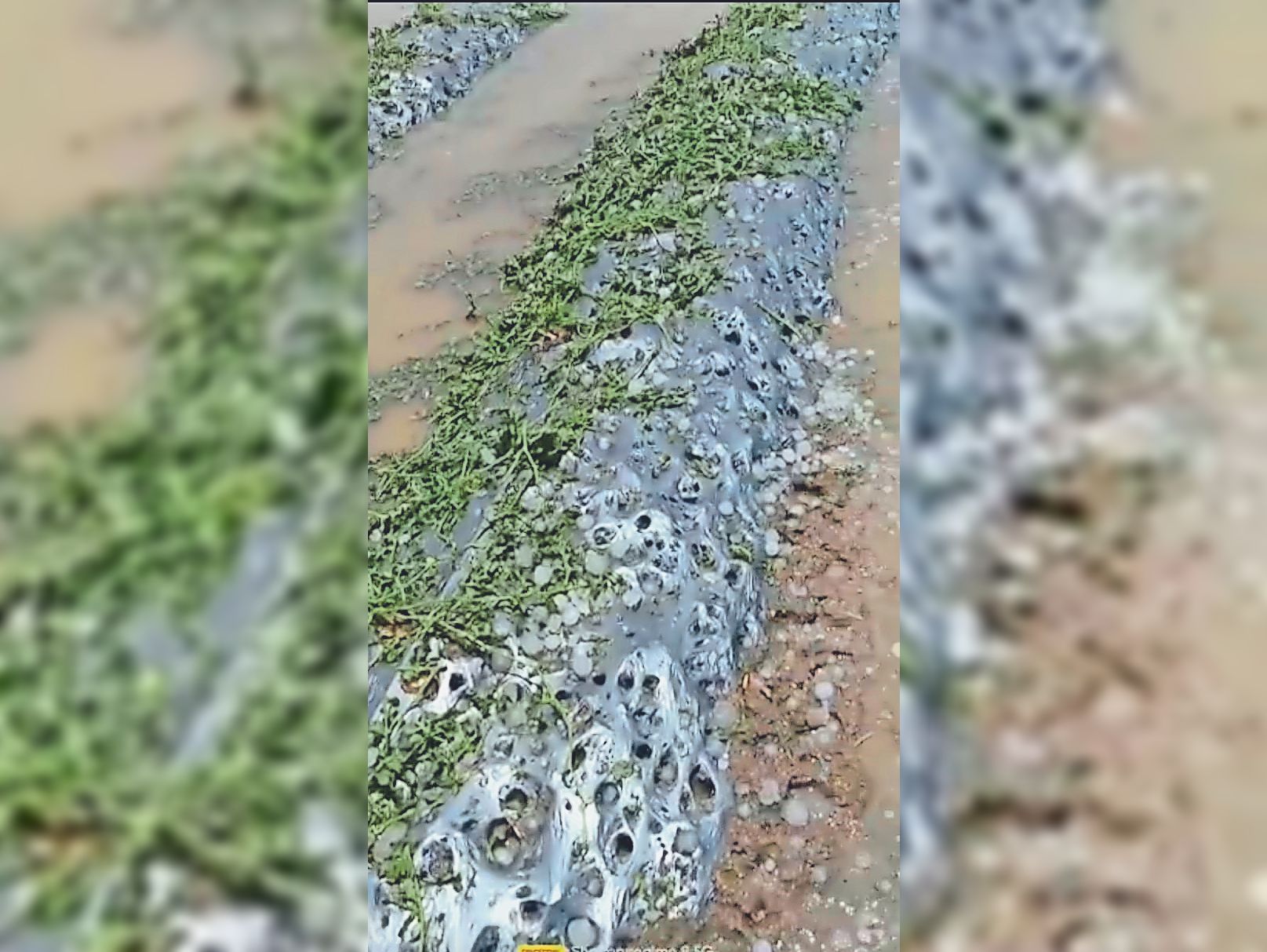 Plum-sized hail fell on white sheet, watermelon-melon crops in the ...