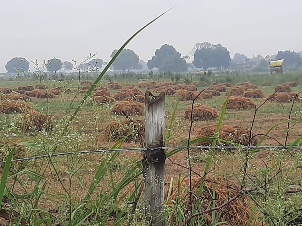 The crop lying in the wheat field deteriorated, waterlogging in the low ...