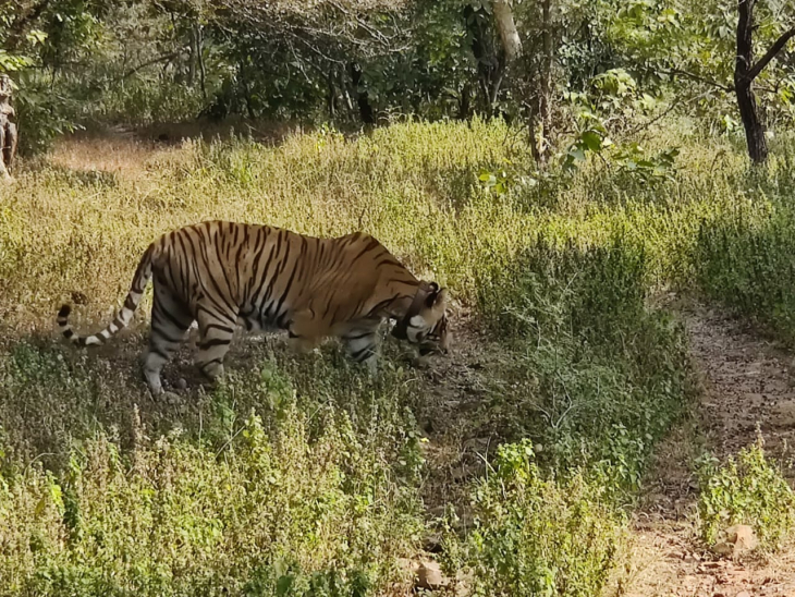 The Doctor Who Came From Ranthambore Did The Test Will Treat Stomach the-doctor-who-came-from-ranthambore-did-the-test-will-treat-stomach