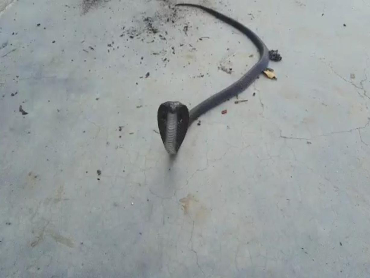 Rajasthan kota The cobra sitting hiding in the boring pipe came under ...