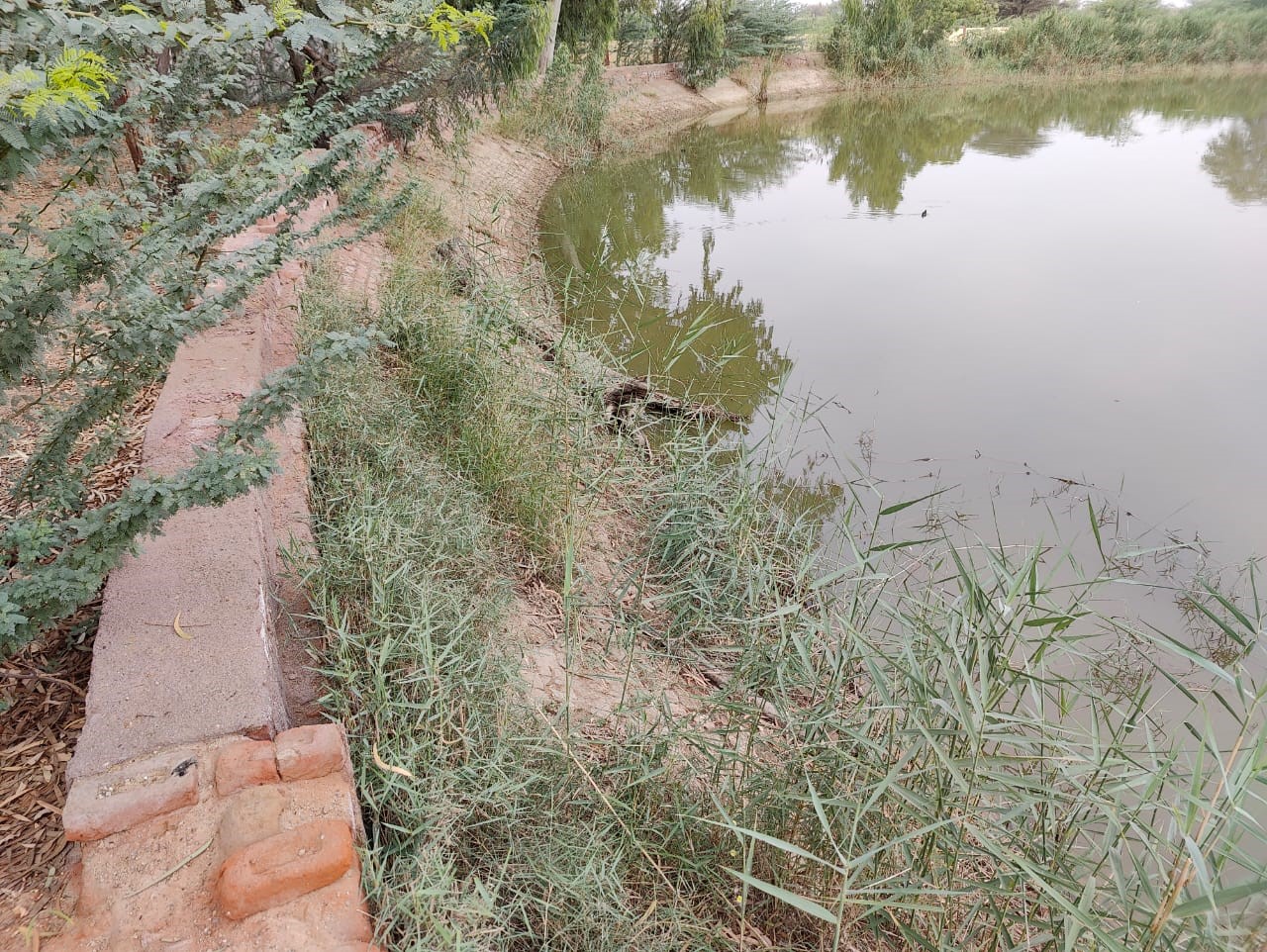 Rajasthan Water Crisis; Indira Gandhi Canal Closure Impacts On Bikaner ...