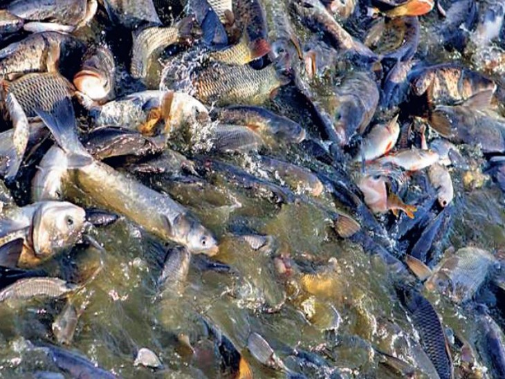 The state succeeded in producing fish for its needs, 8.46 lakh tonnes ...