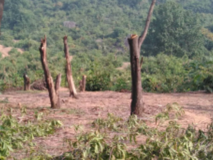 The scope of greenery is decreasing due to the connivance of the Forest ...