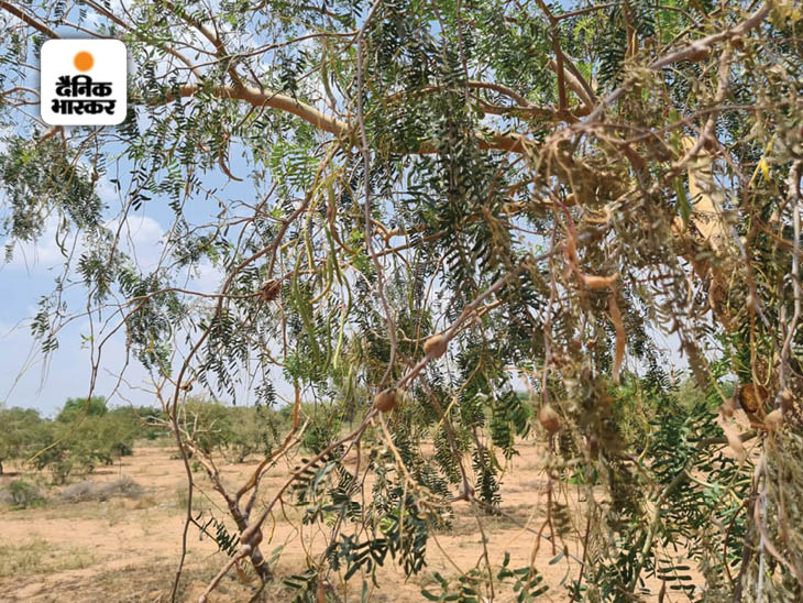 Sangri Vegetable Price: What makes Rajasthan Sangri vegetable so ...