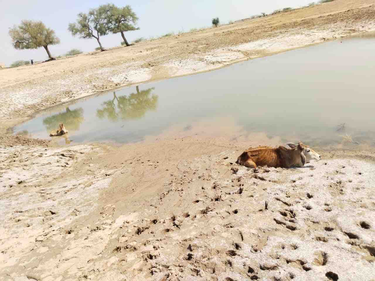 Thirst is pulling the animals towards death. Animals are losing their ...