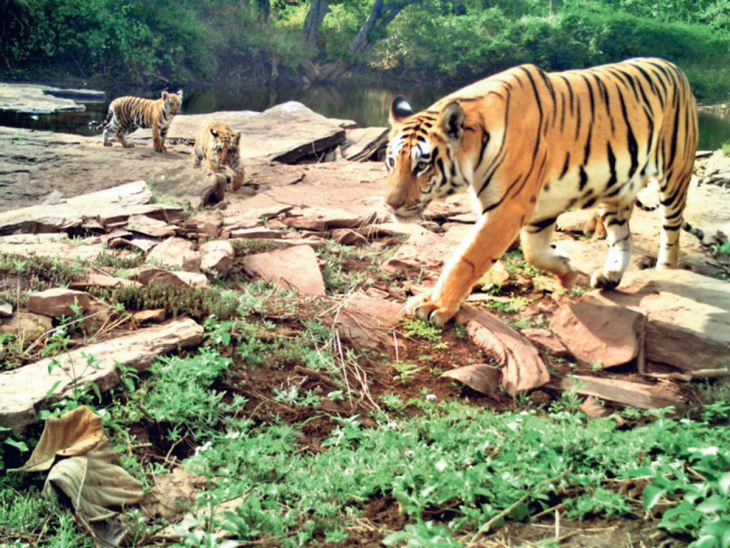 राधा-किशन के बाद नौरादेही अभयारण्य में बाघ-बाघिन का एक और जोड़ा आएगा ...
