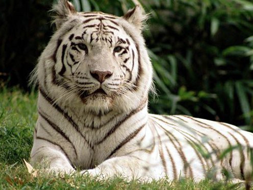 The world's first Mukundpur White Tiger Safari was the center of ...