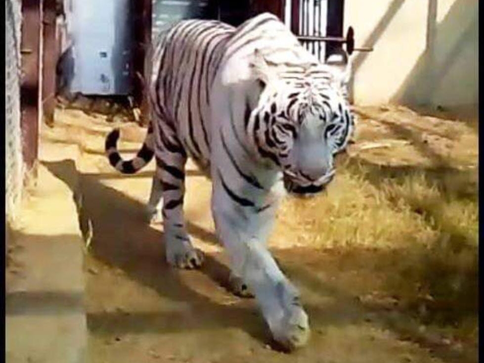 The world's first Mukundpur White Tiger Safari was the center of ...