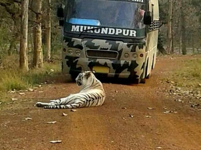 The world's first Mukundpur White Tiger Safari was the center of ...