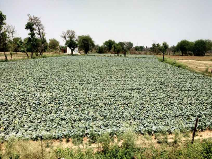 Cabbage of Niwari district going to be sold till Delhi | पत्तागोभी की ...